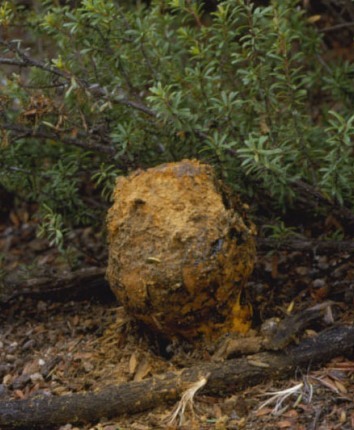 Landcare Research Fungal Guide Pisolithus sp. 10